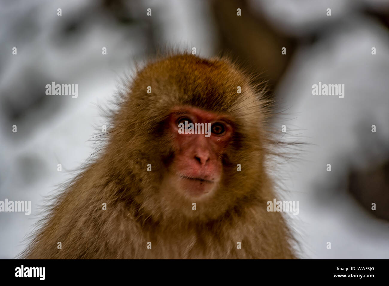 Cold monkey hi-res stock photography and images - Alamy