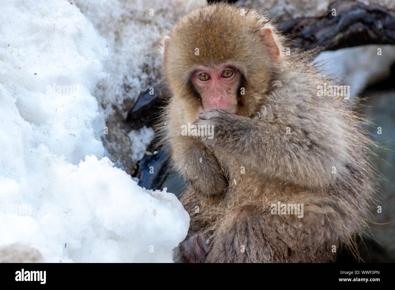 Juvenile Snow Monkey Stock Photo - Alamy