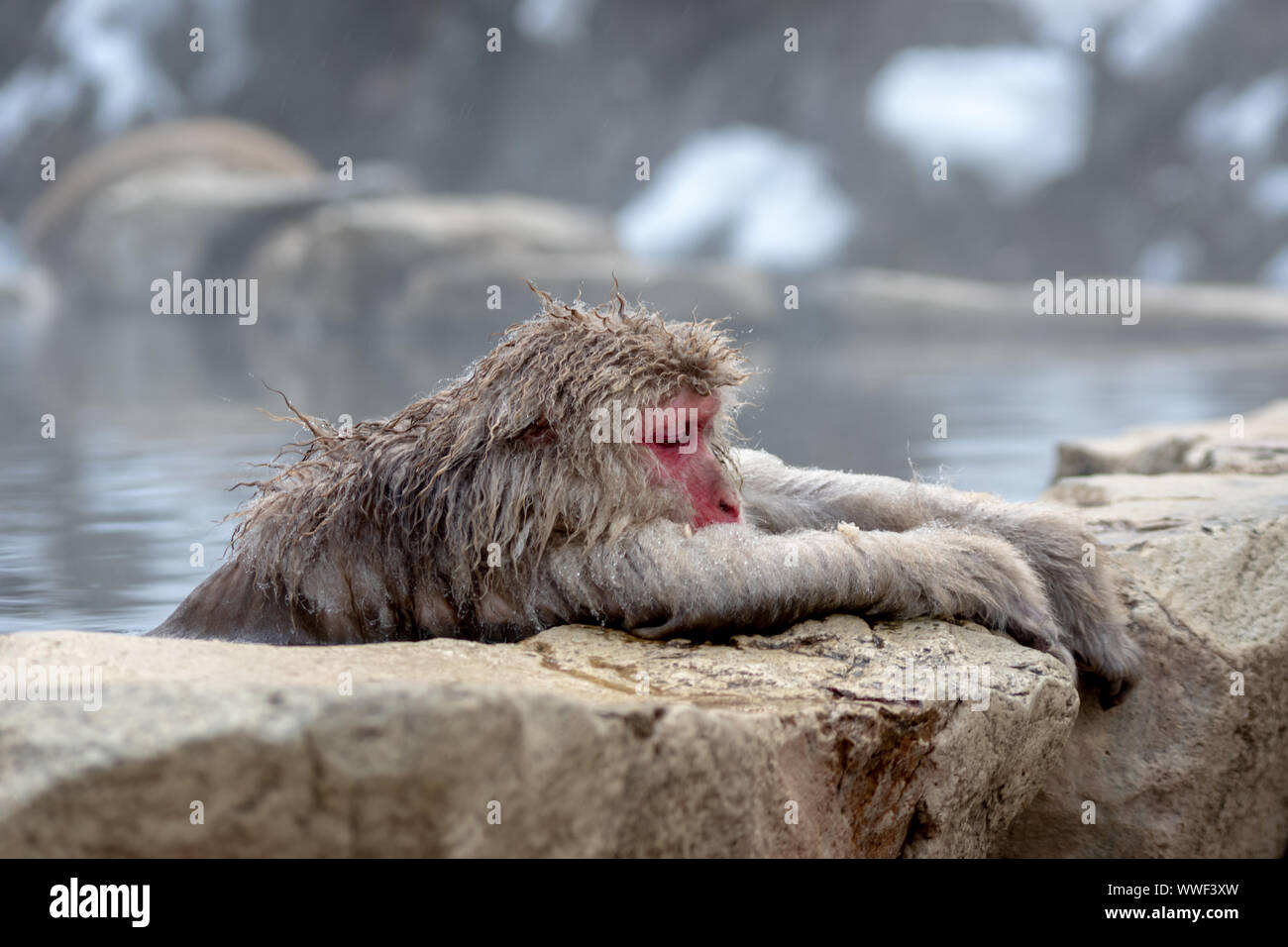 Japanese Macaque relaxing in a hot spring Stock Photo - Alamy