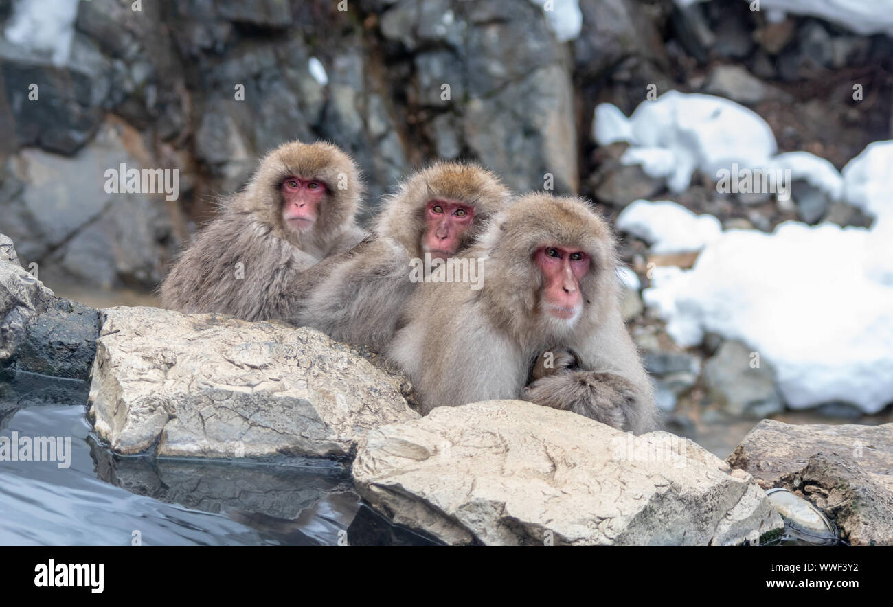 Three Japanese macaques sit by a hot spring Stock Photo - Alamy