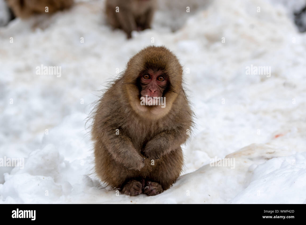Snow monkey japanese macaque hi-res stock photography and images - Alamy