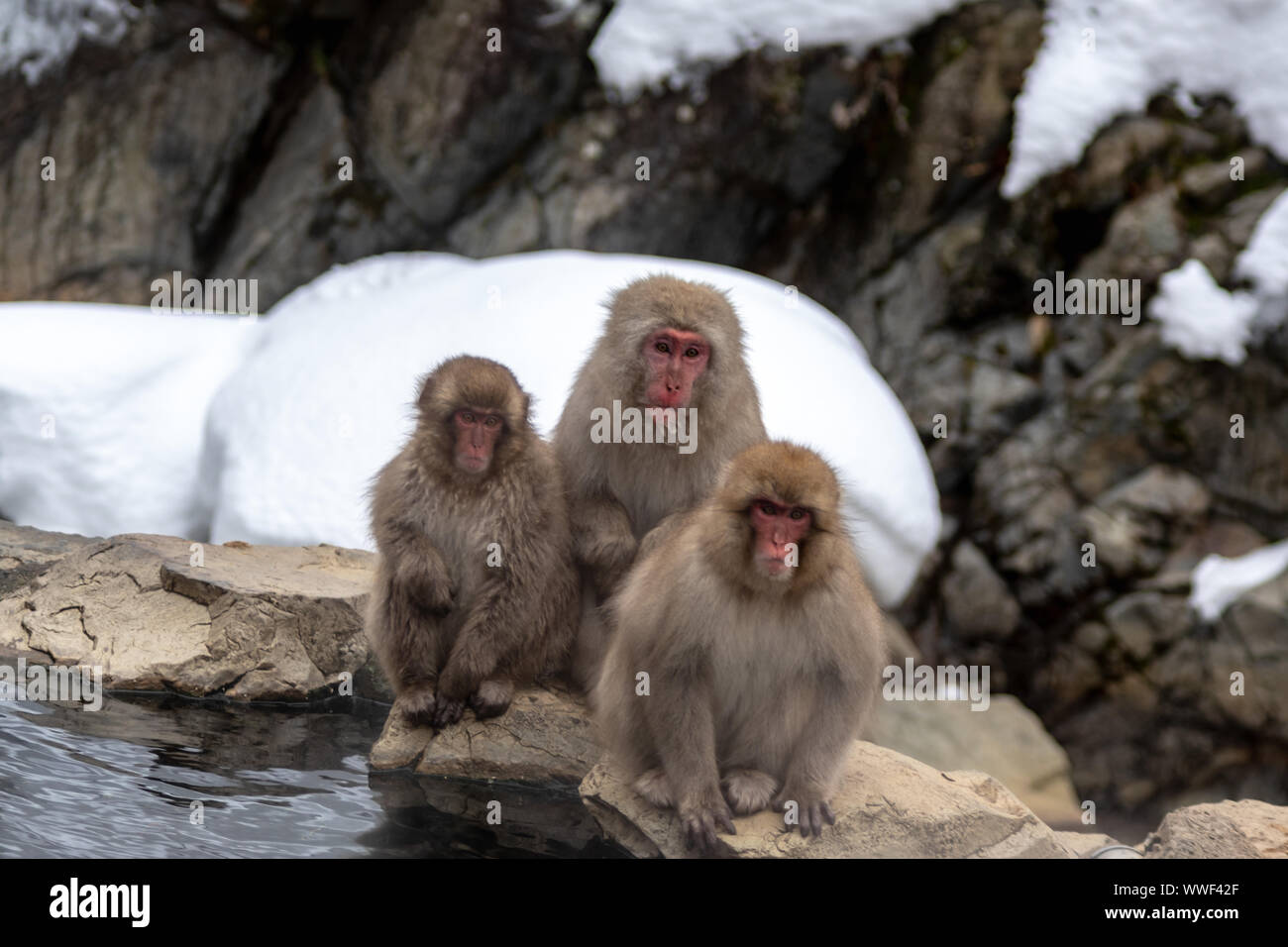 Three Japanese macaques sit by a hot spring Stock Photo - Alamy