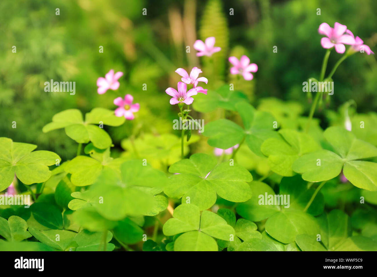 Beautiful green plants growing outdoors Stock Photo - Alamy