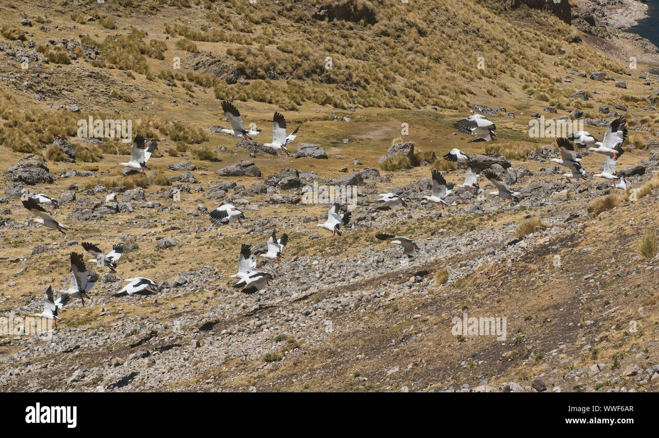 Andean geese (Neochen melanoptera) in flightat Lake Viconga in the ...