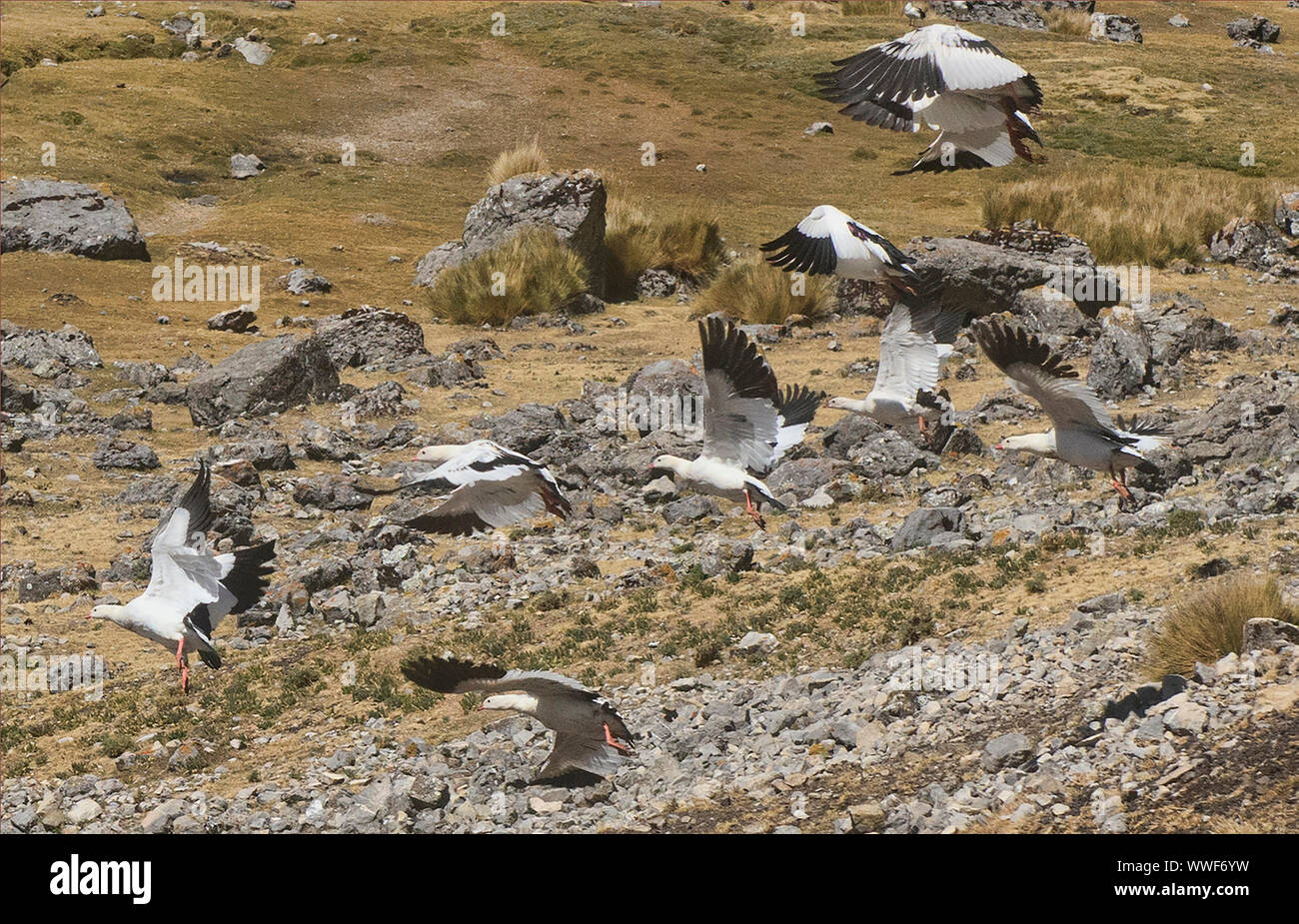 Andean geese (Neochen melanoptera) in flightat Lake Viconga in the ...