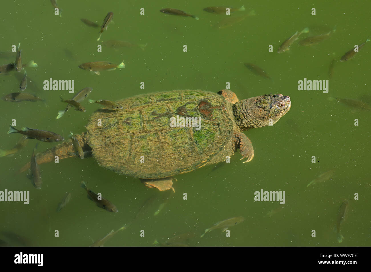 Snapping turtle eating fish hi-res stock photography and images - Alamy