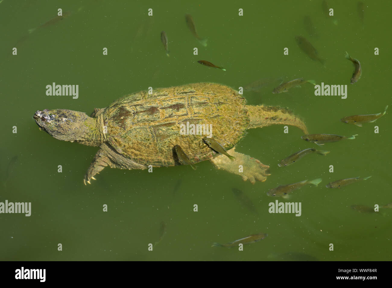 Snapping turtle eating fish hi-res stock photography and images - Alamy