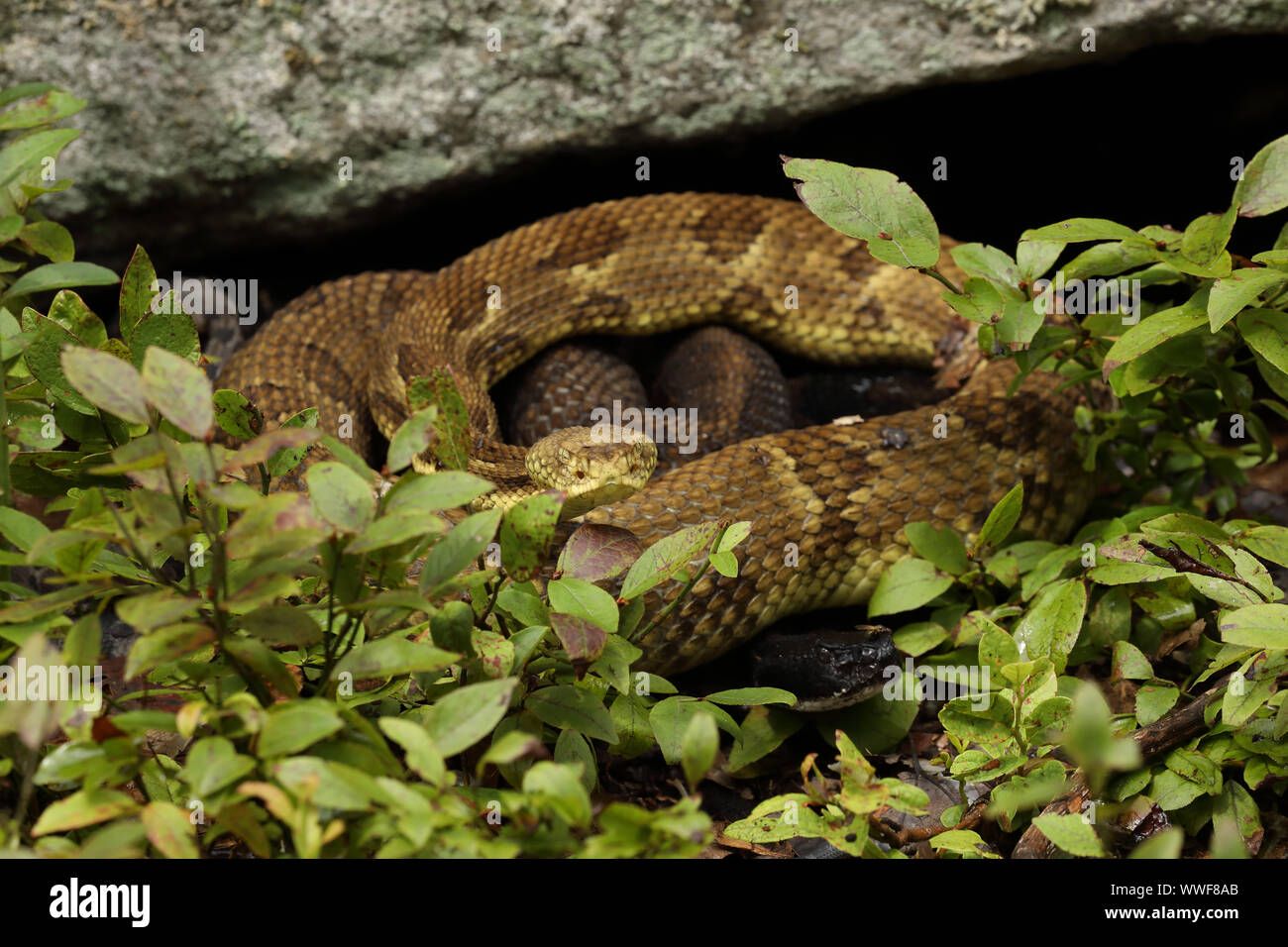 timber rattlesnake, (Crotalus horridus), adult female, Pennsylvania ...