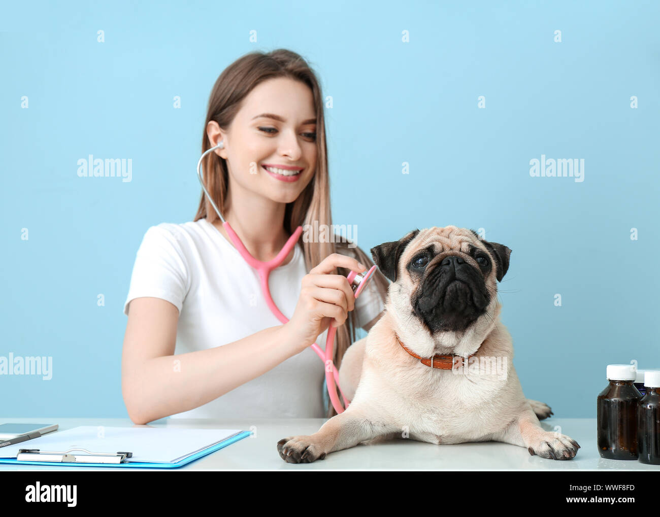 Person pug veterinarian veterinary hi-res stock photography and images ...