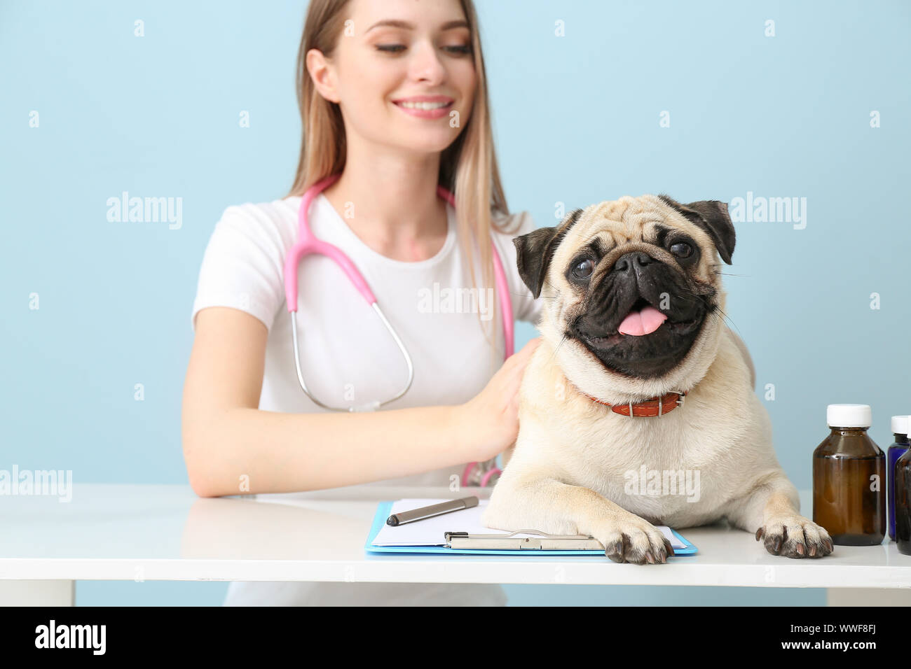 Person pug veterinarian veterinary hi-res stock photography and images ...