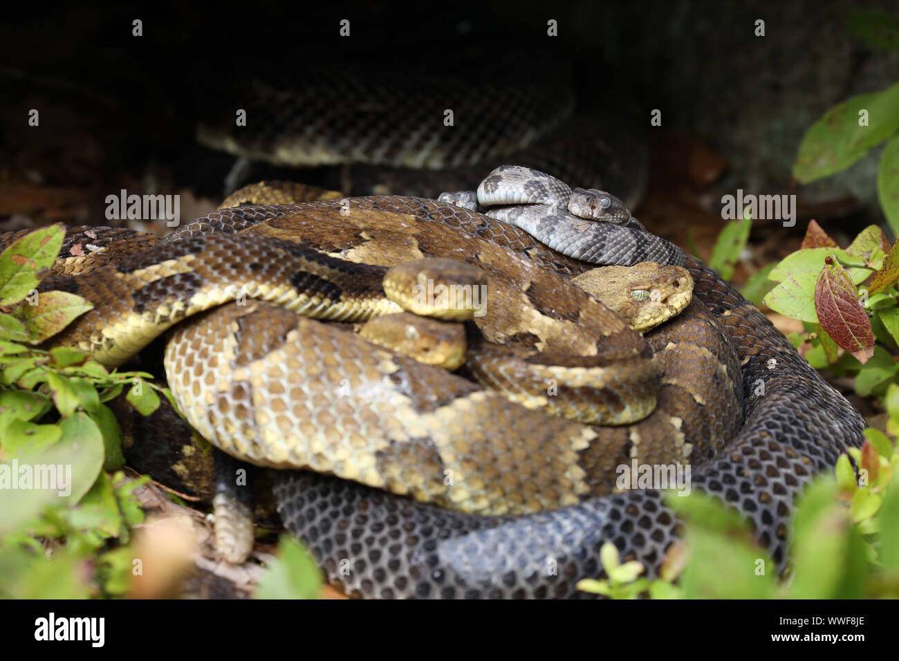 Newborn timber rattlesnake hi-res stock photography and images - Alamy
