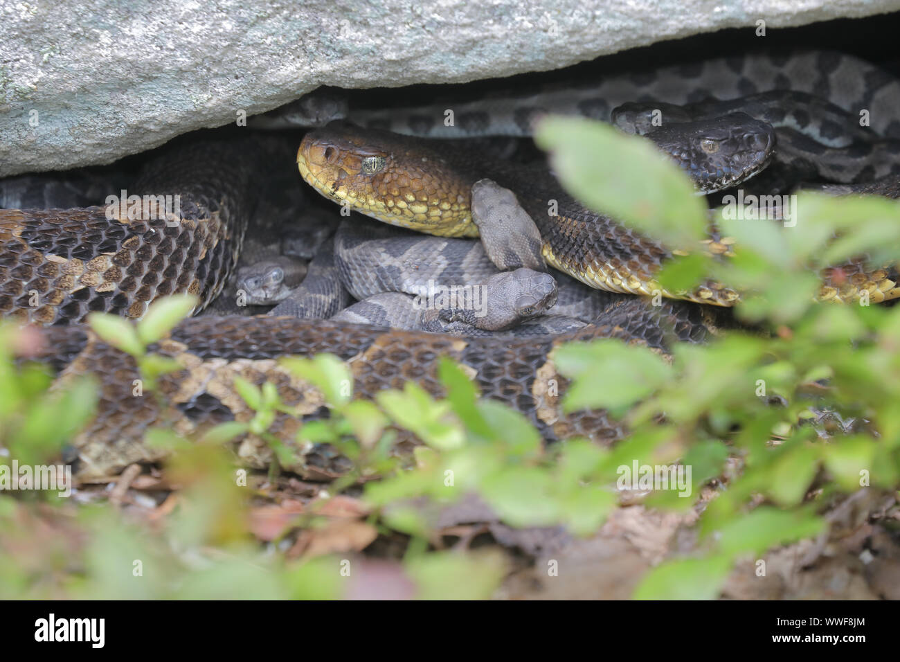 timber rattlesnakes, (Crotalus horridus), adult females and newborn ...