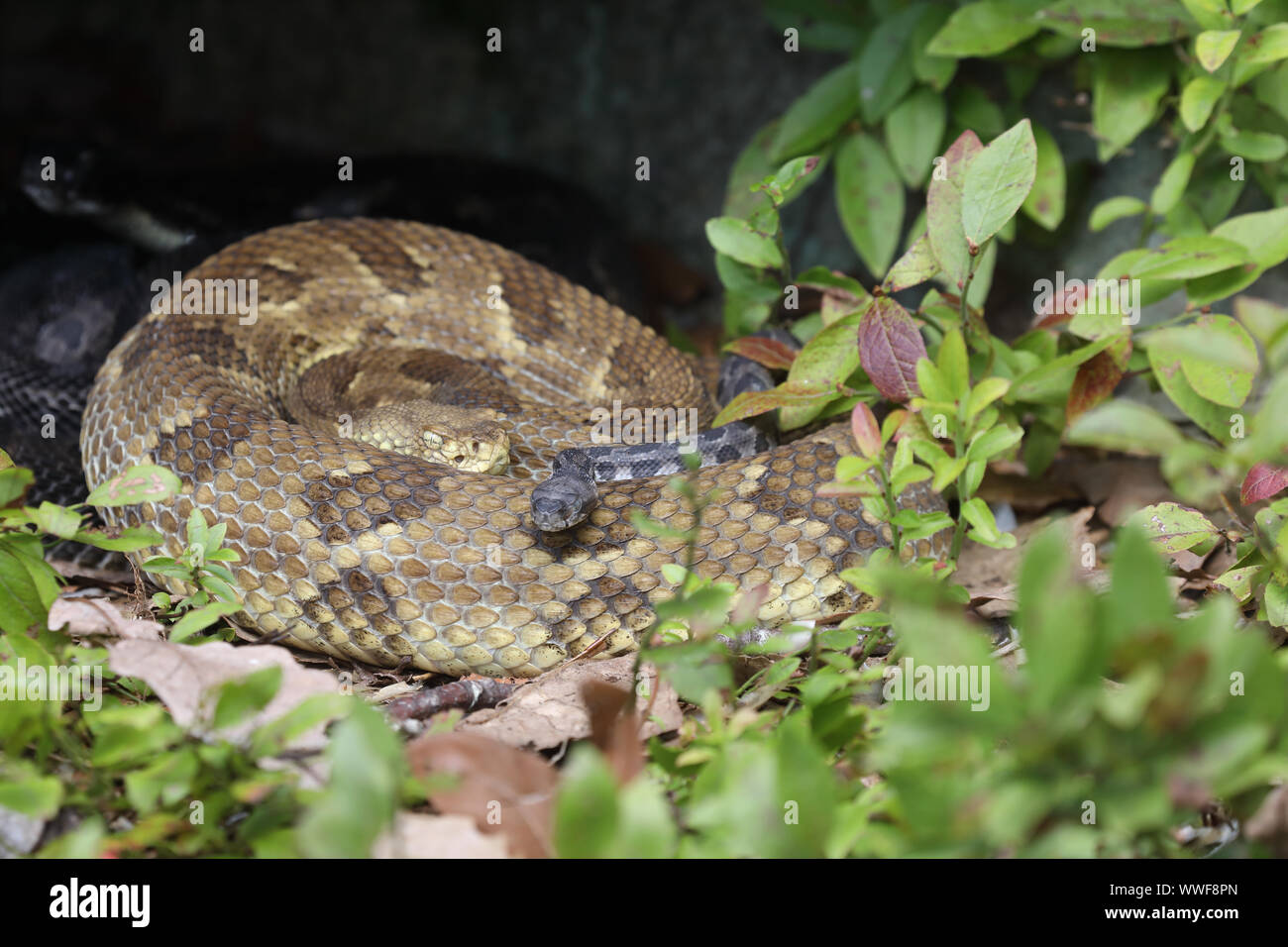 timber rattlesnakes, (Crotalus horridus), adult females and newborn ...