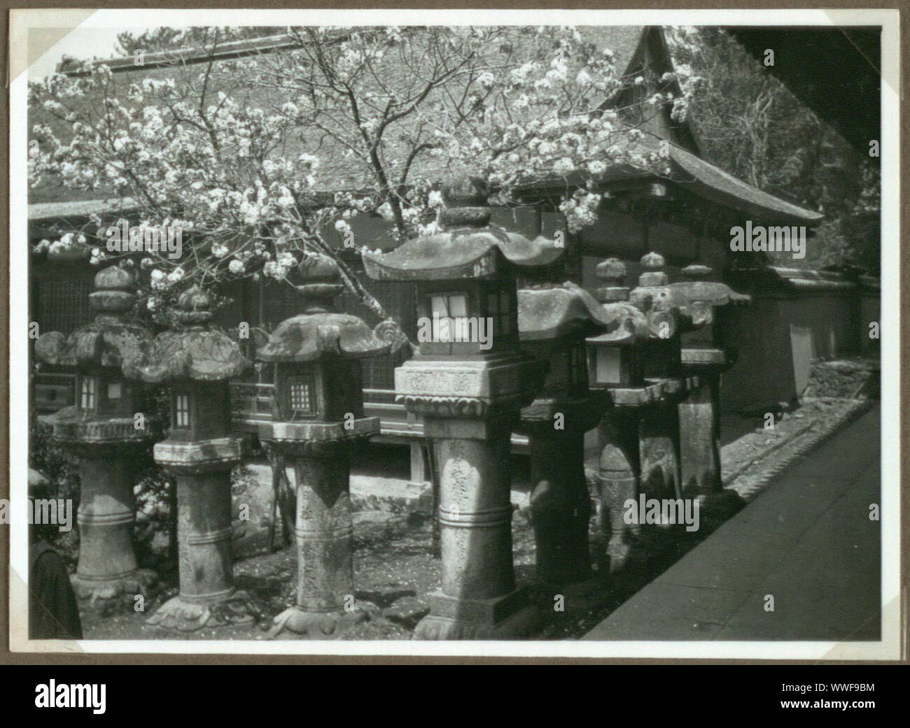 Temple lanterns, Nara, Japan. 1935 Stock Photo - Alamy