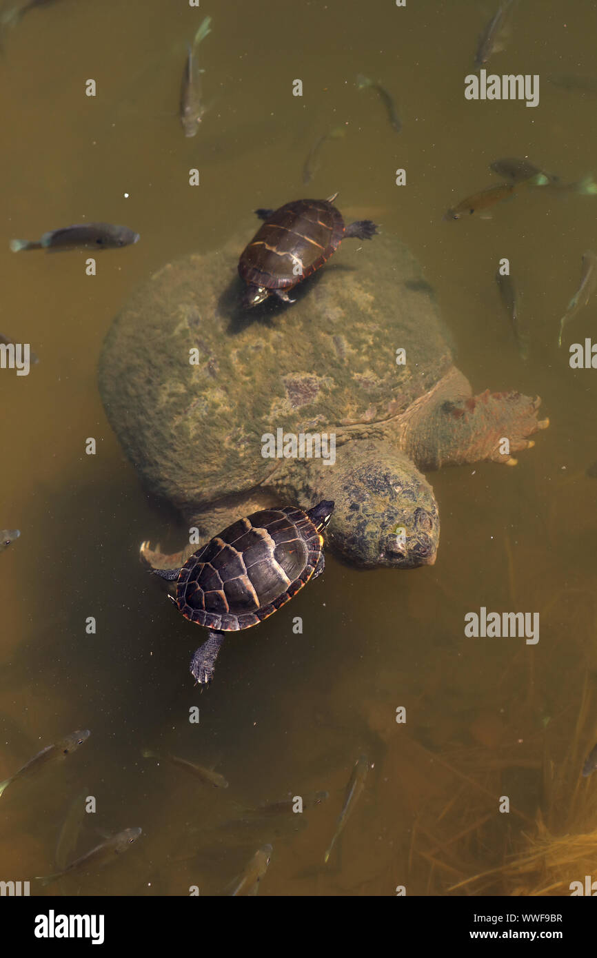 snapping turtle, Chelydra serpentina, bluegills, Lepomis macrochirus ...