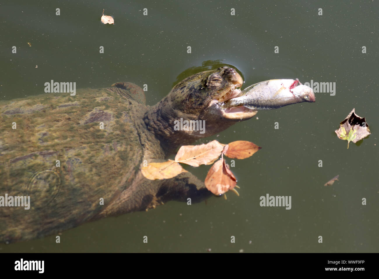 snapping turtle, Chelydra serpentina, grabbing dead white crappie ...