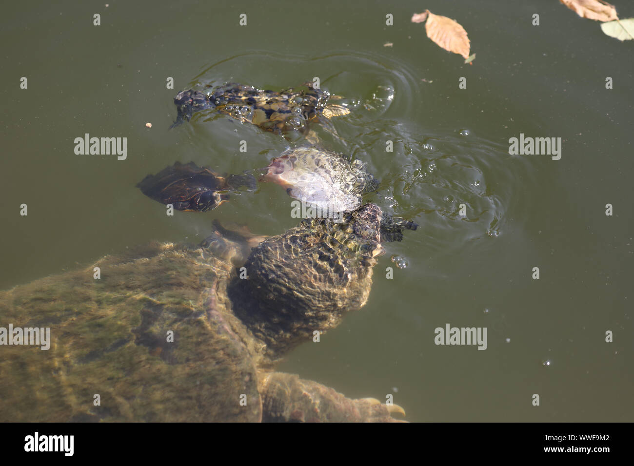 snapping turtle, Chelydra serpentina, grabbing dead white crappie ...