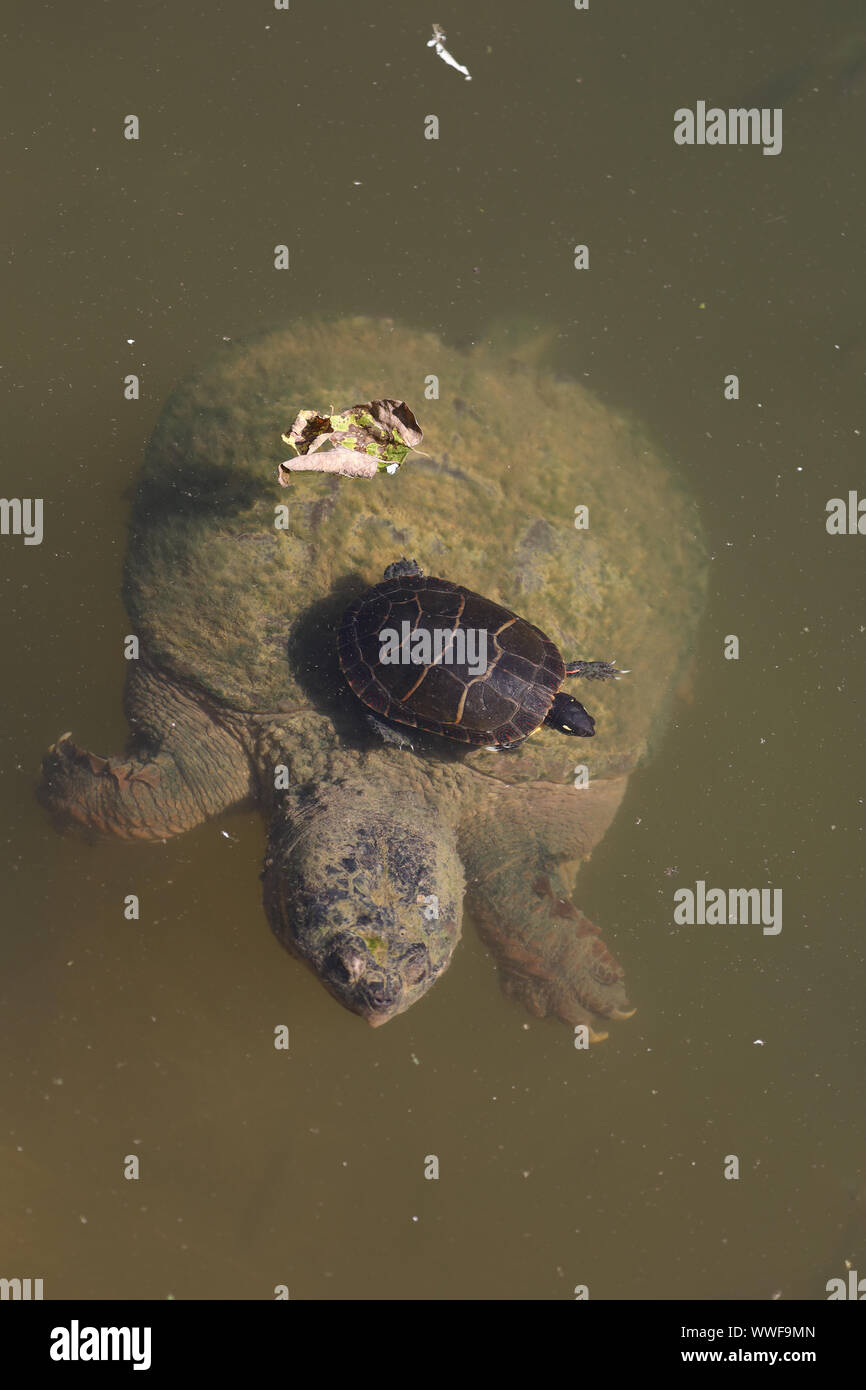 snapping turtle, Chelydra serpentina, bluegills, and painted turtle ...