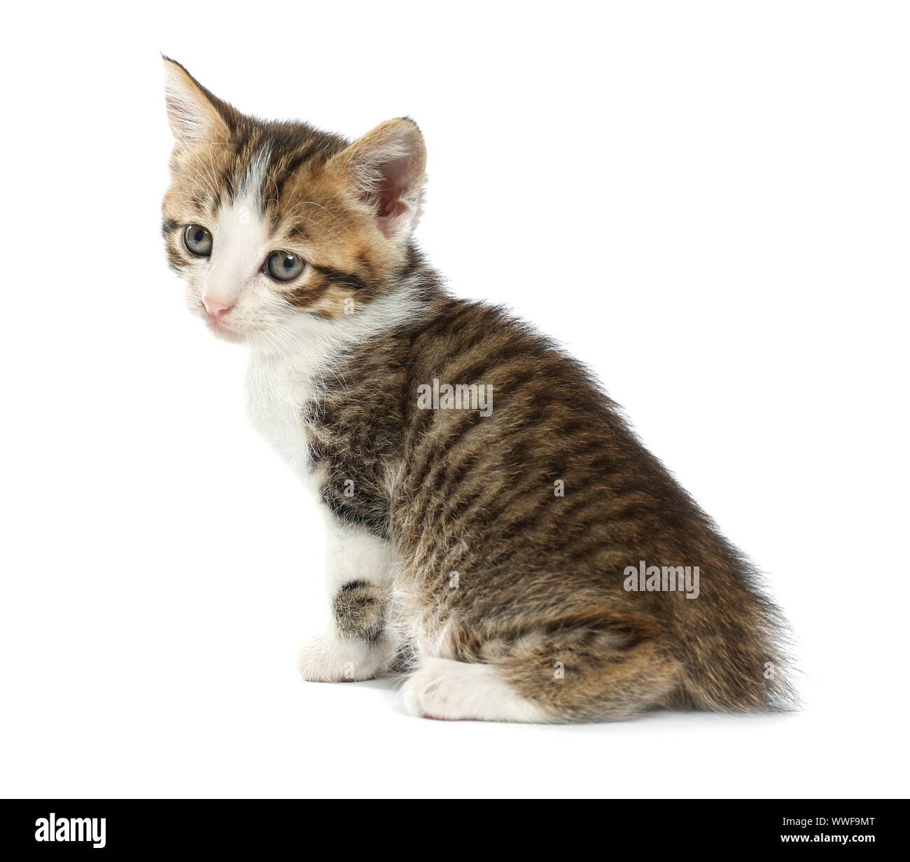 Cute funny kitten on white background Stock Photo - Alamy