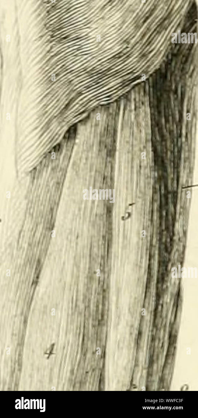 "Views of the muscles of the human body" (1820 Stock Photo - Alamy