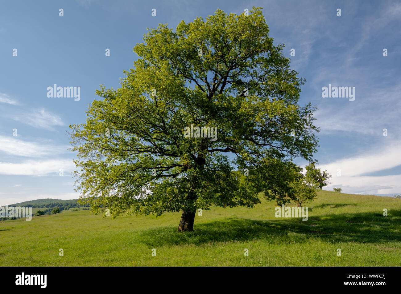 Large oak tree in middle hi-res stock photography and images - Alamy