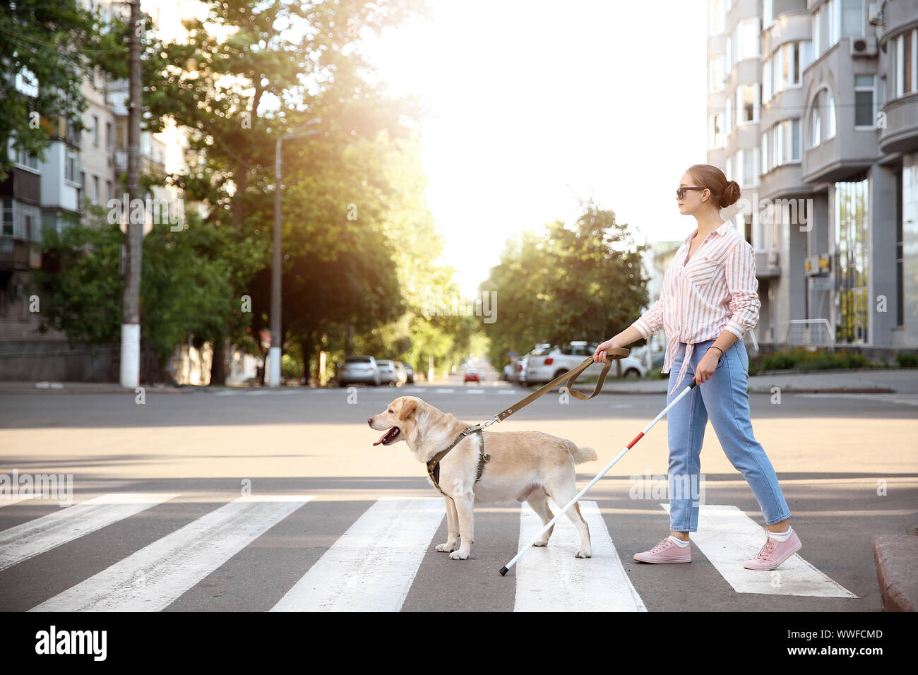 How Does A Guide Dog Know When To Cross The Road