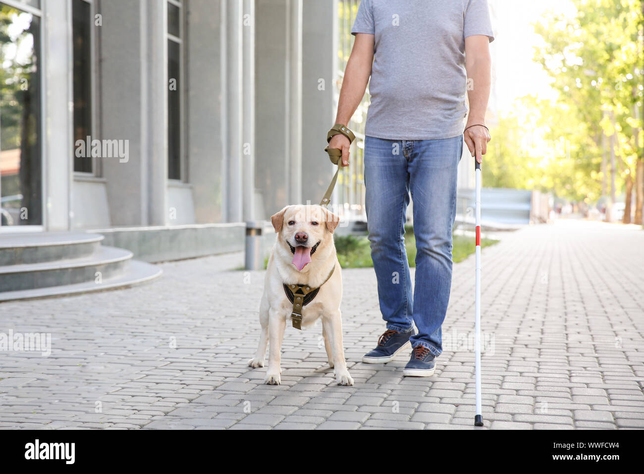 Blind man walking guide dog hi-res stock photography and images - Alamy