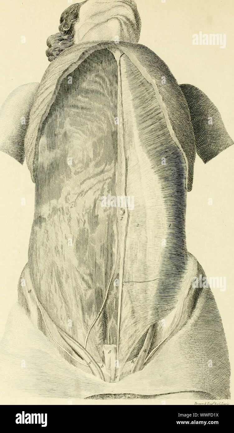 "Views of the muscles of the human body" (1820 Stock Photo - Alamy