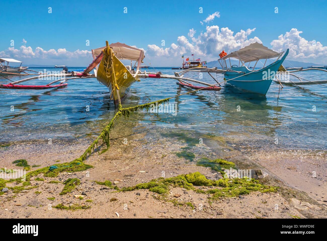 Algae caused by sewage pollution growing on the beach and boat mooring ...