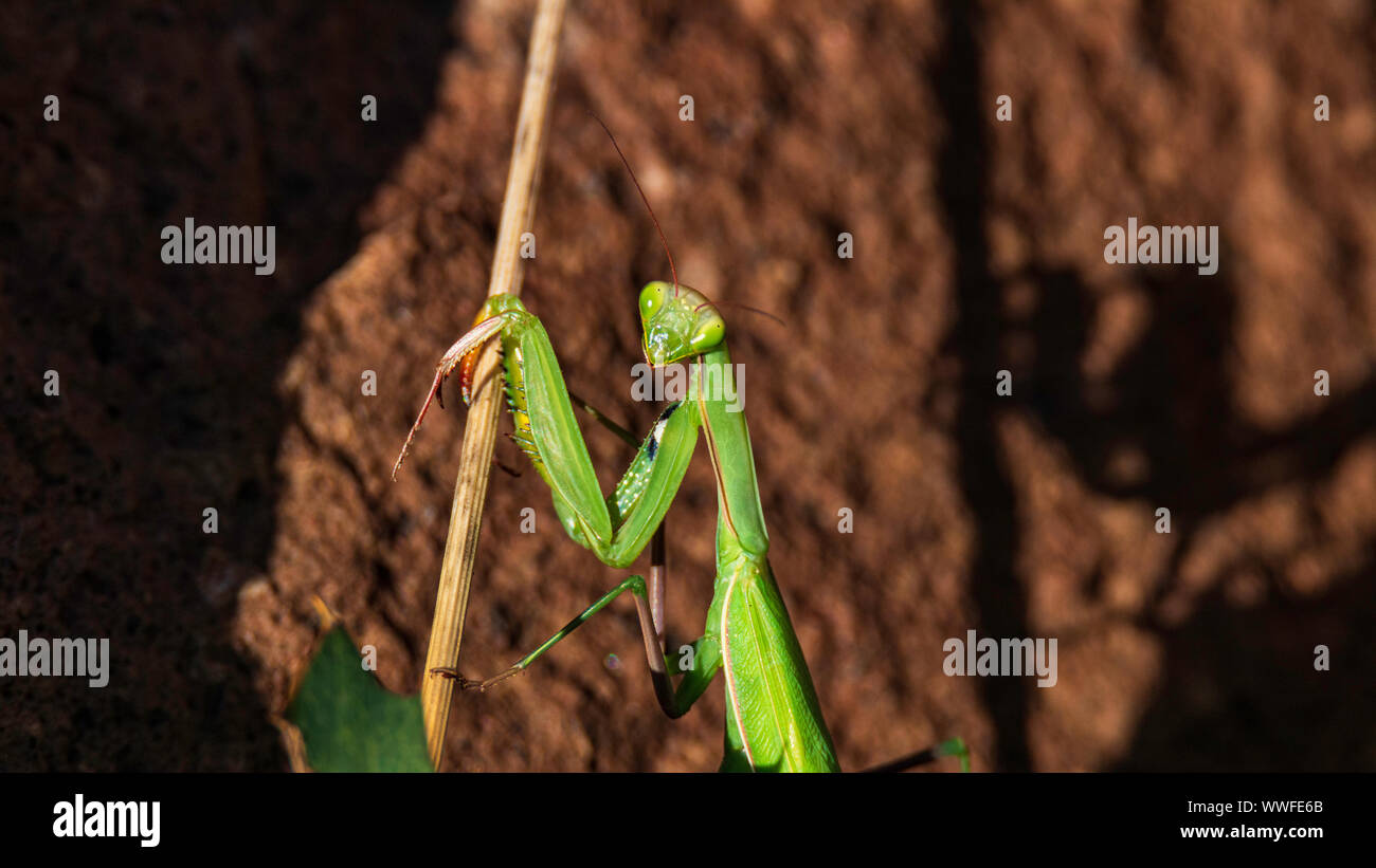 Green Praying Mantis (Mantodea) Colorado, USA Stock Photo - Alamy