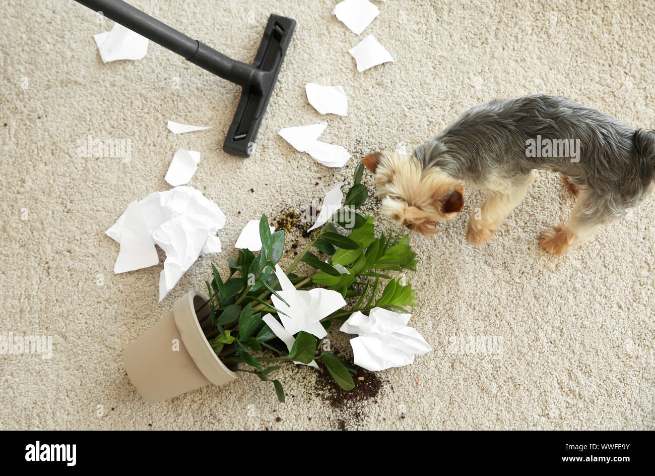 Cleaning dog mess hi-res stock photography and images - Alamy