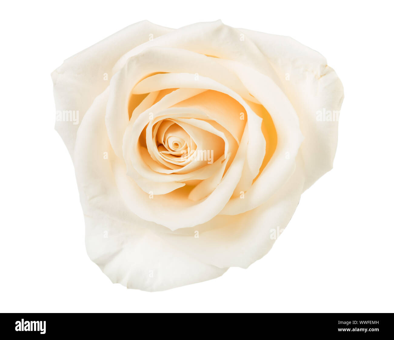 Single white rose isolated with clipping path. Top view Stock Photo - Alamy