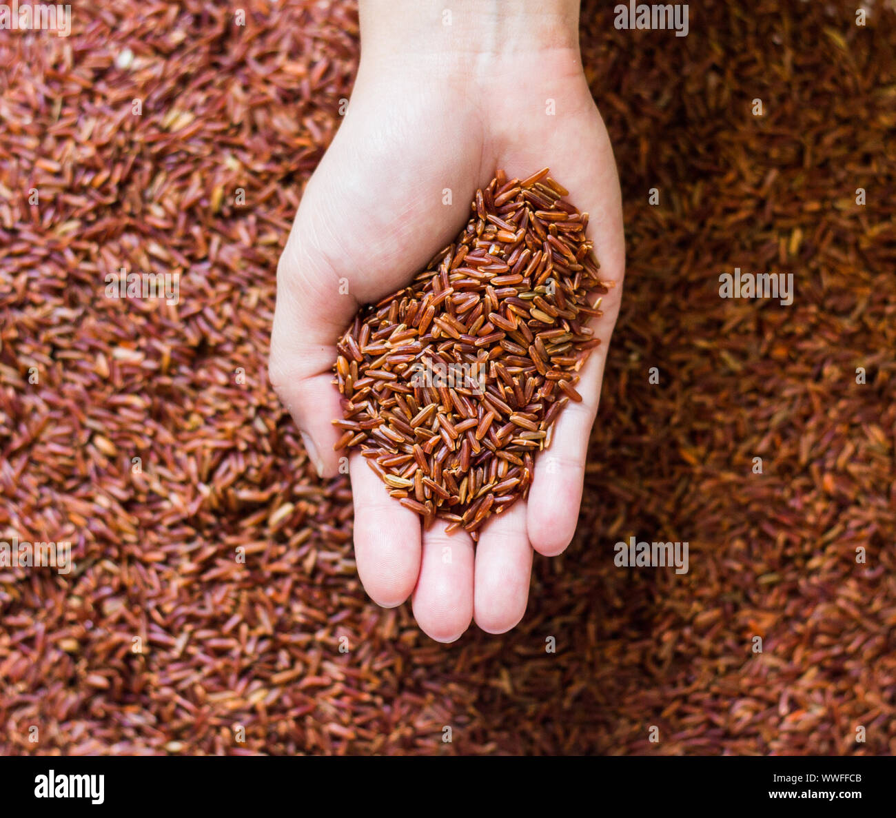 Group of organic brown rice on one hand Stock Photo - Alamy