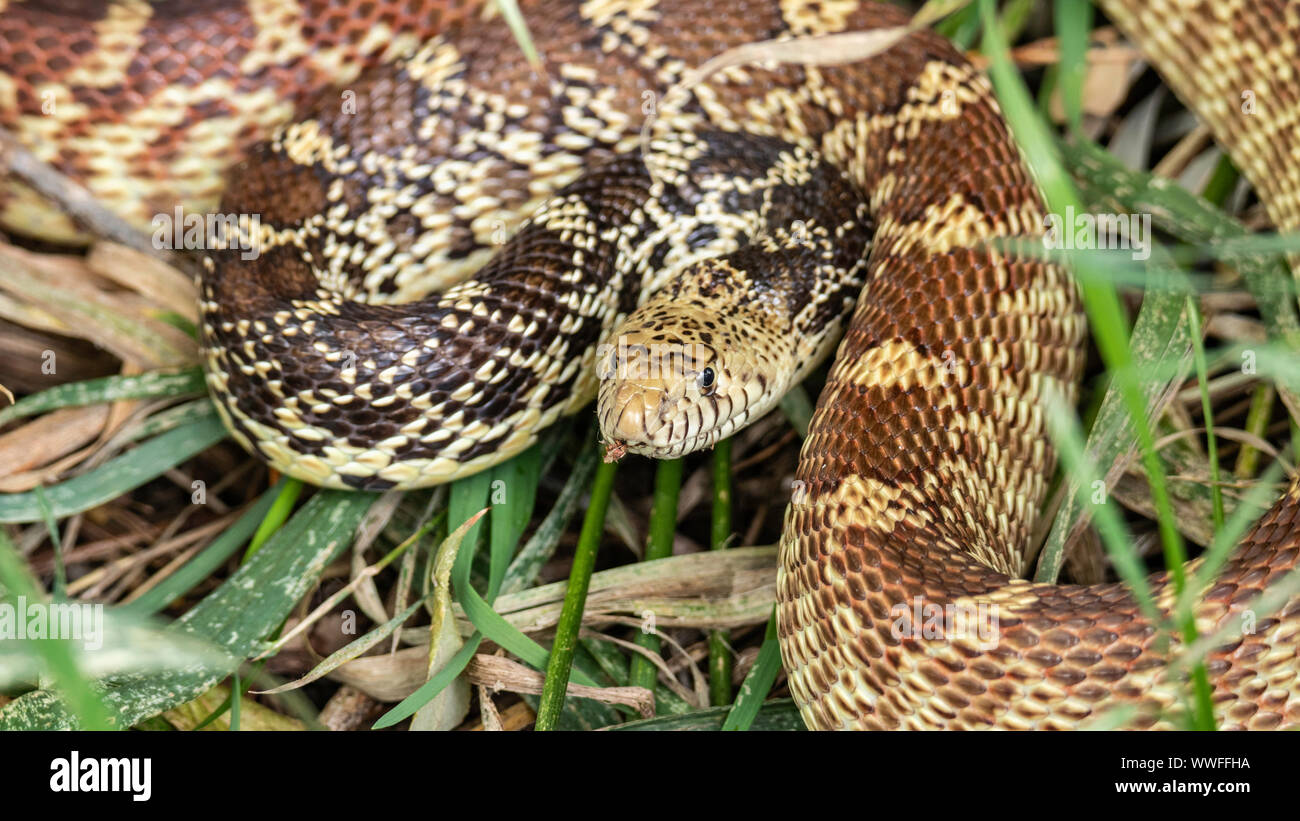 Adult Bull Snake(Pituophis catenifer sayi) Colorado, USA Stock Photo ...