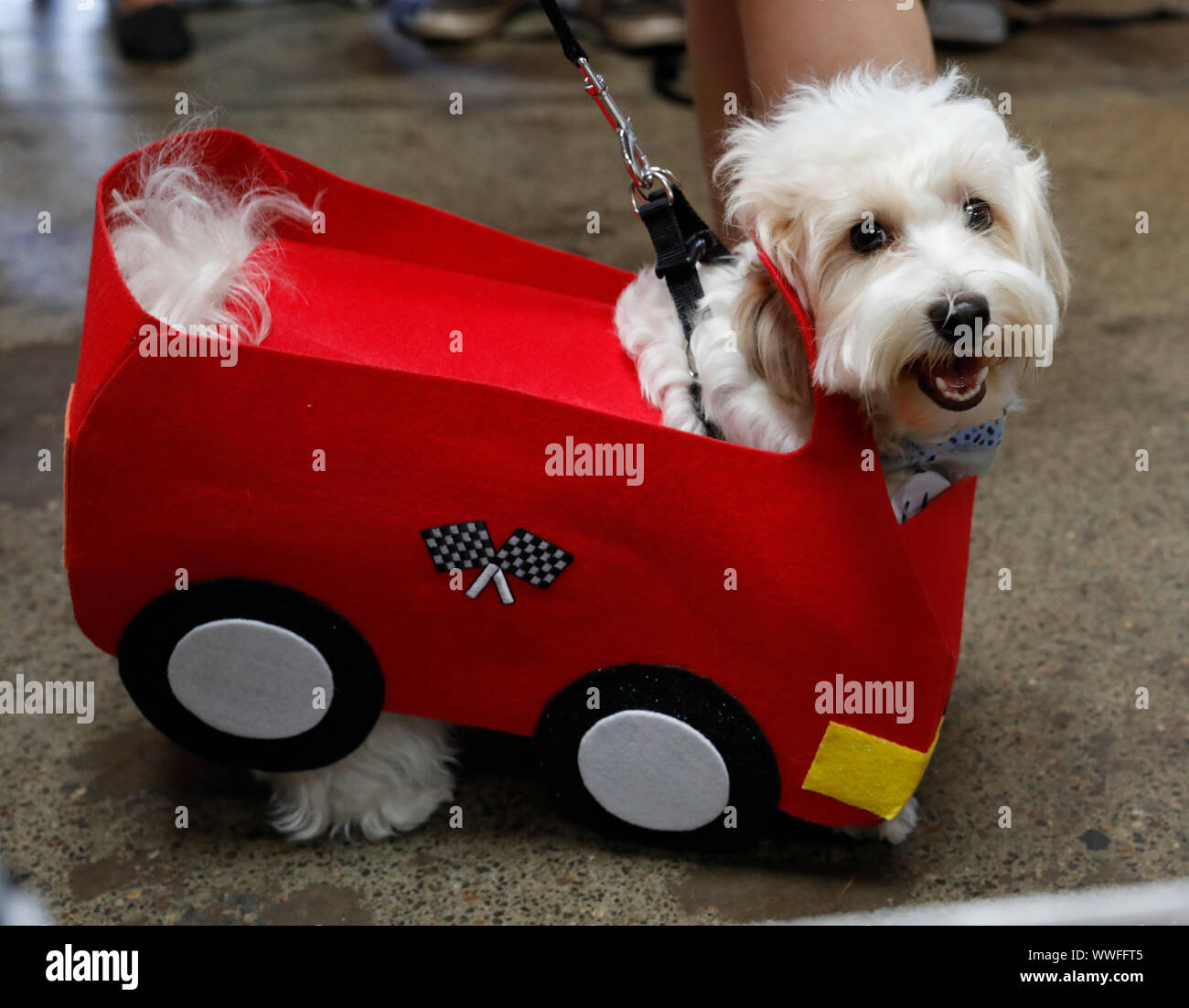 San Francisco, USA. 14th Sep, 2019. A pet dog dressed in vehicle-style ...