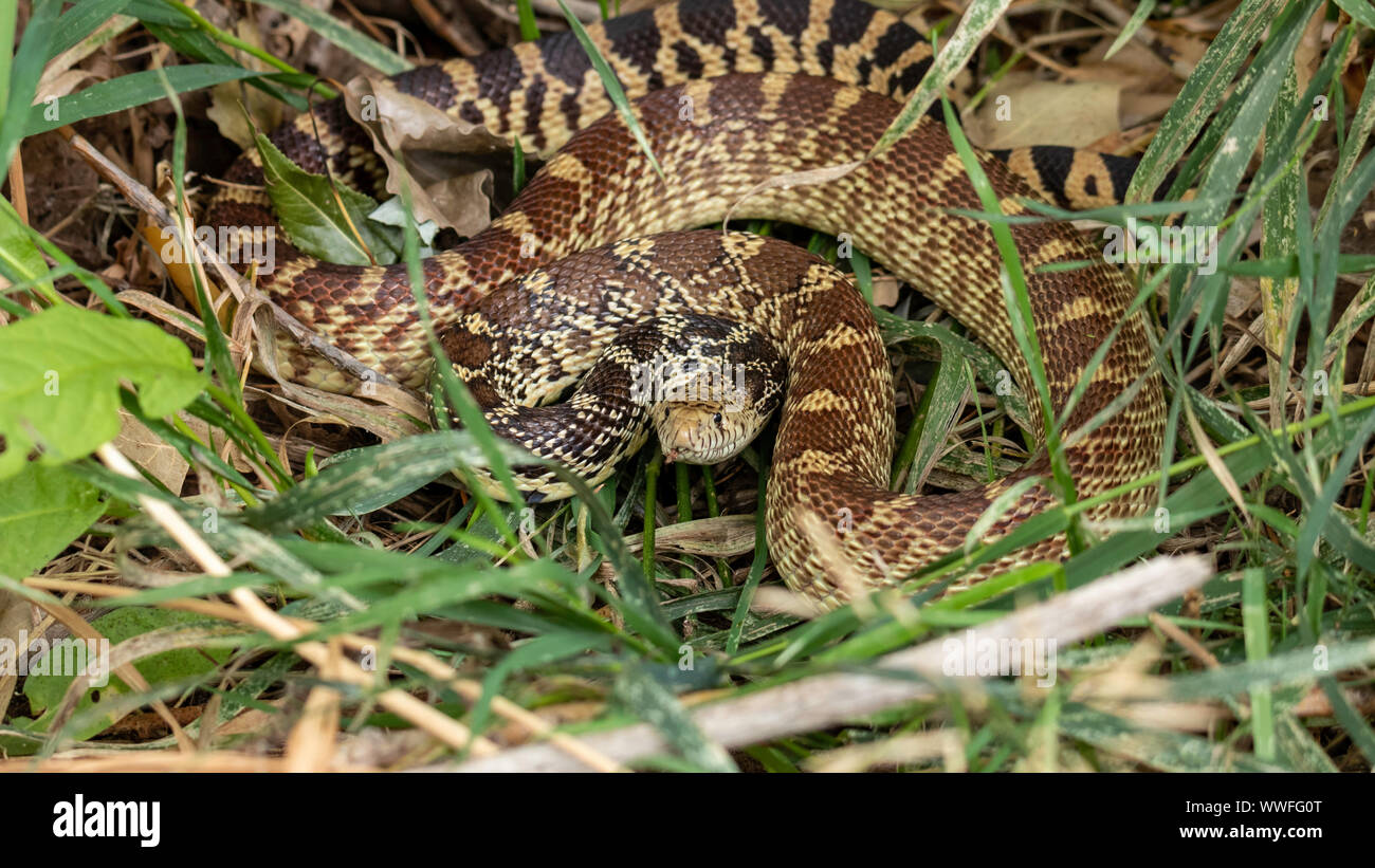 Bull snake hi-res stock photography and images - Alamy