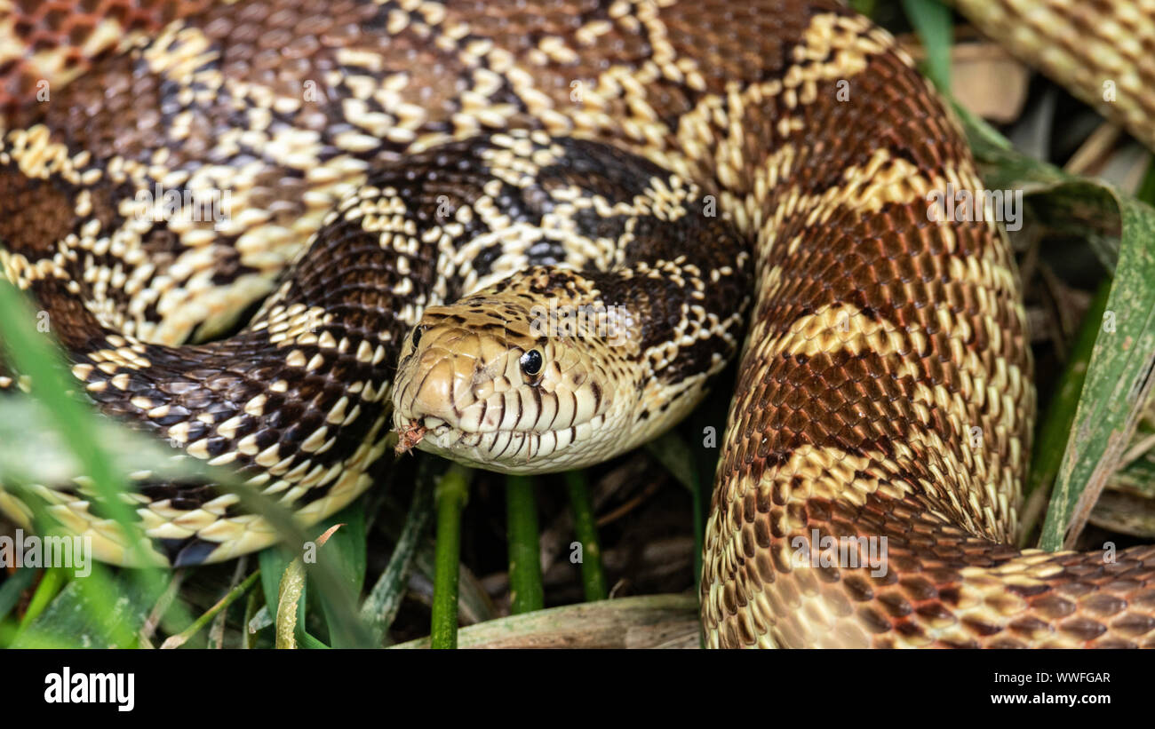 Bull snake hi-res stock photography and images - Alamy