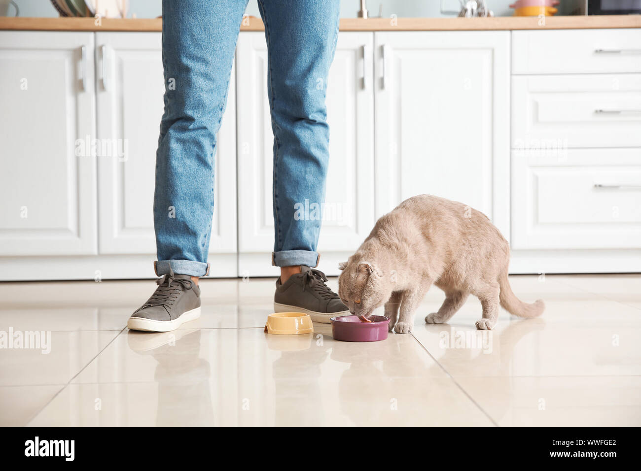 Man feeding cute funny cat in kitchen Stock Photo - Alamy