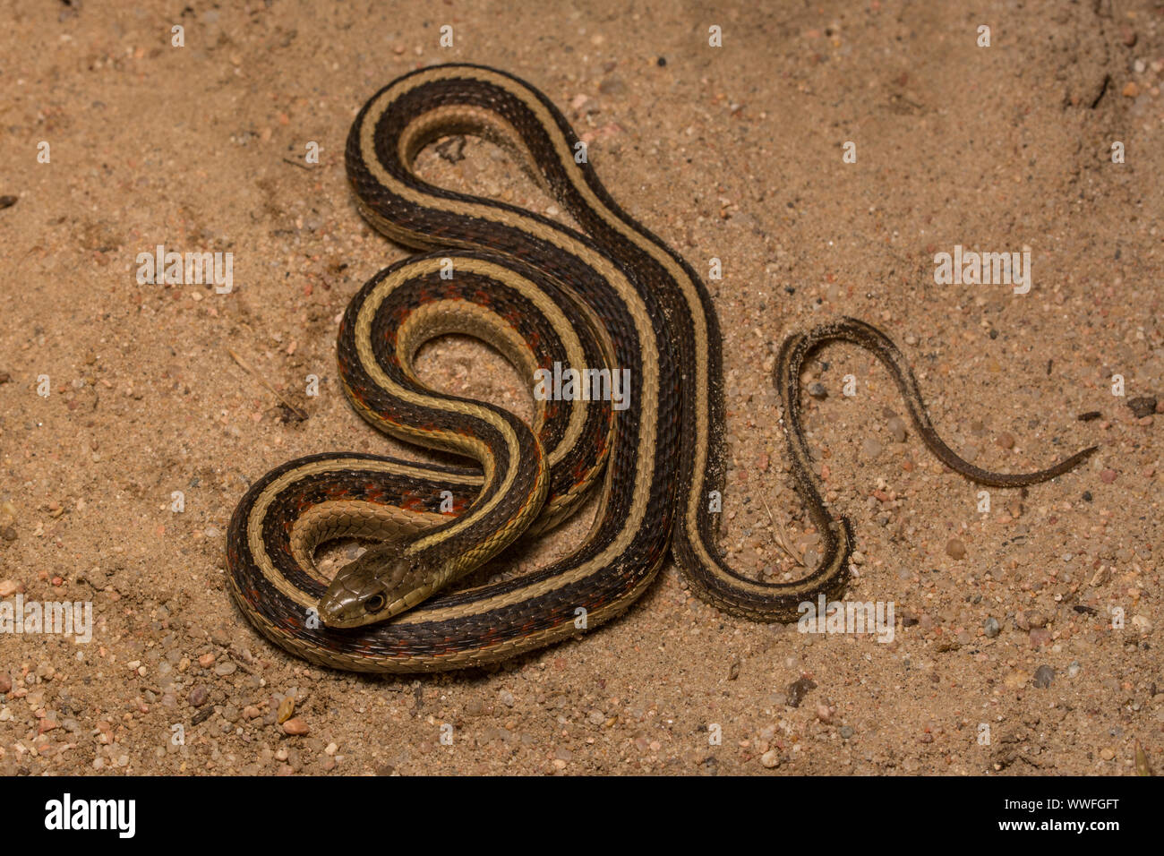 Red-sided Gartersnake (Thamnophis sirtalis parietalis) from Weld County ...