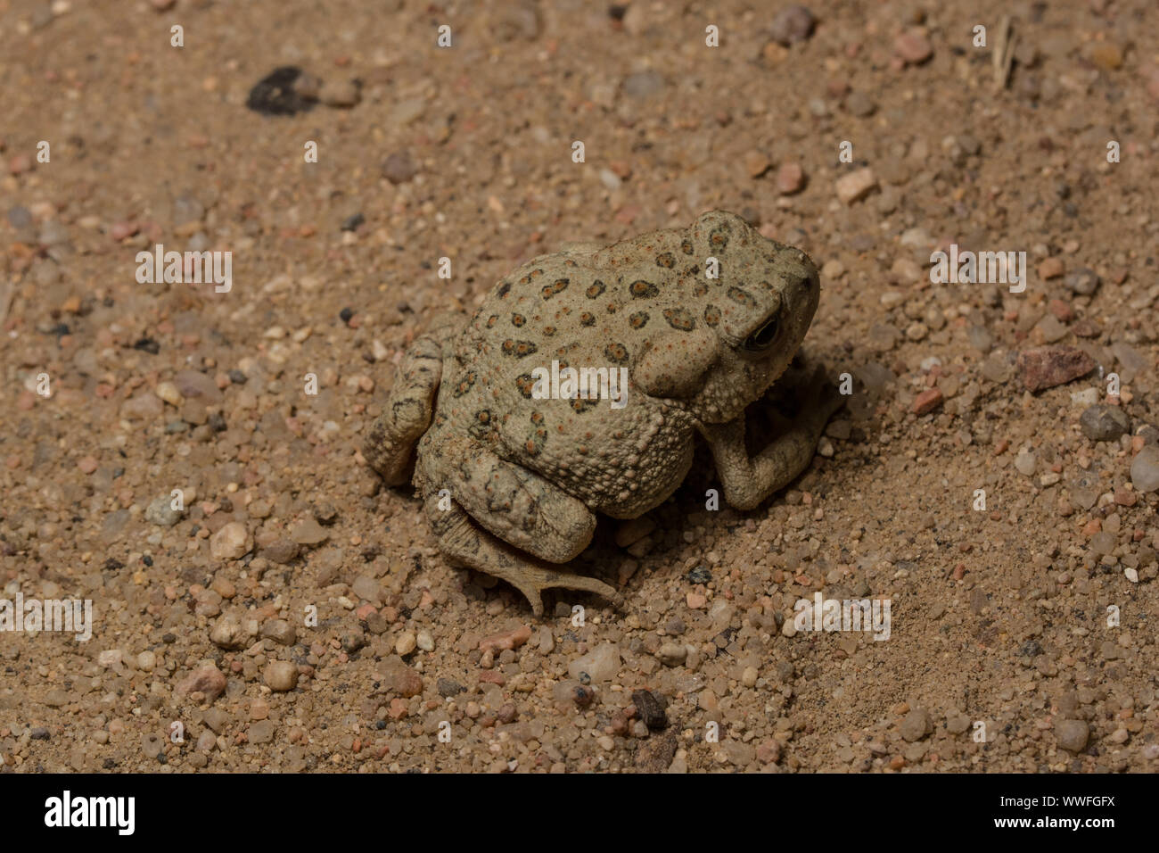 Parotid gland hi-res stock photography and images - Alamy