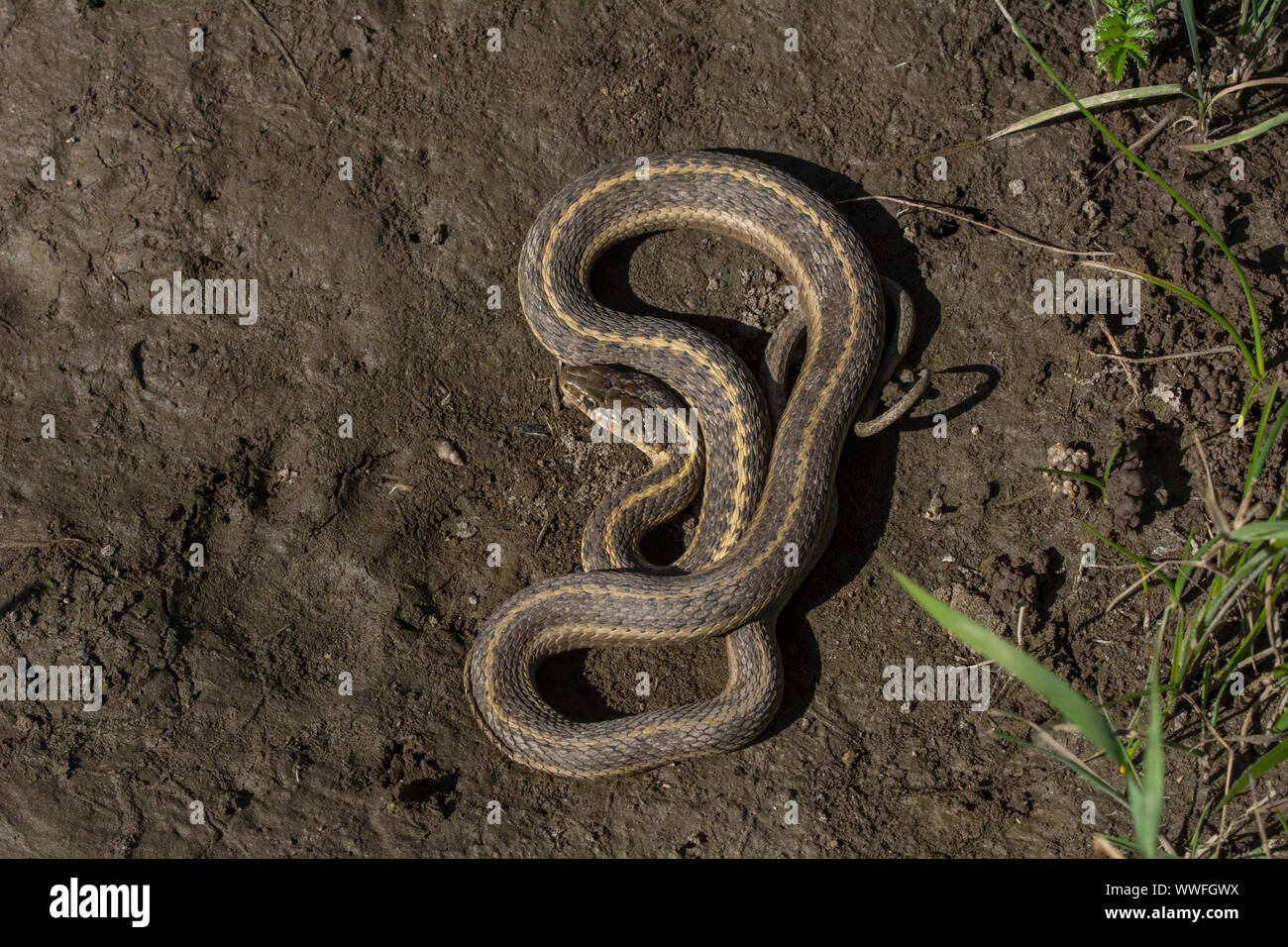 Wandering Gartersnake (Thamnophis elegans vagrans) from Costilla County ...
