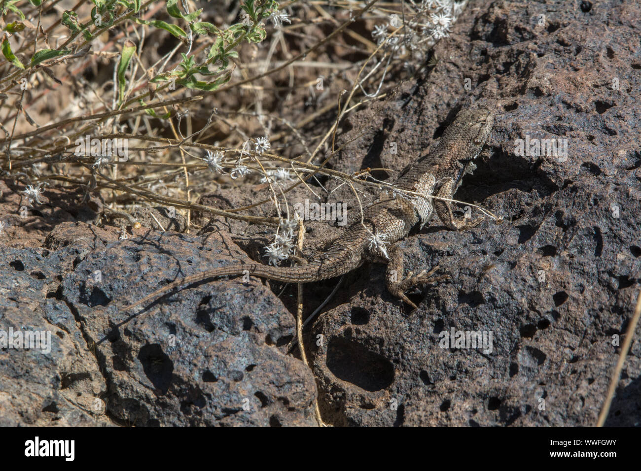 Plateau Fence Lizard (Sceloporus tristichus) from Costilla County ...