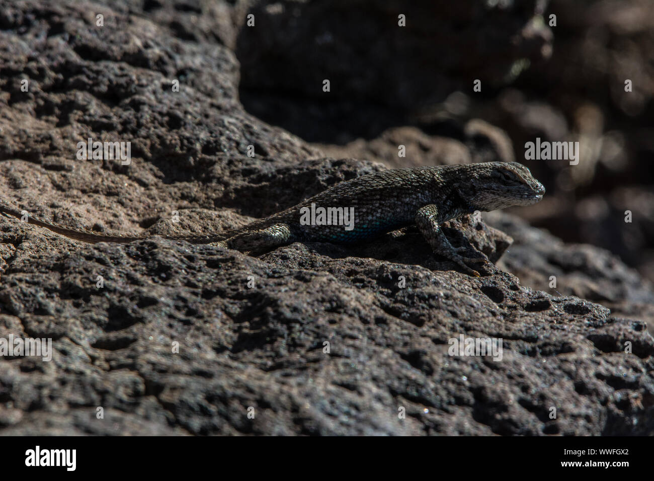 Plateau Fence Lizard (Sceloporus tristichus) from Costilla County ...