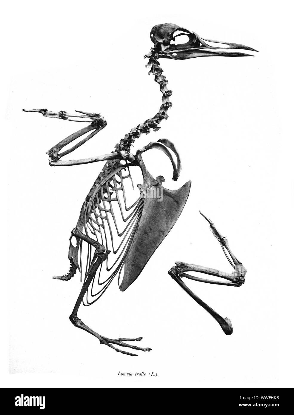 Skeleton studies hi-res stock photography and images - Alamy