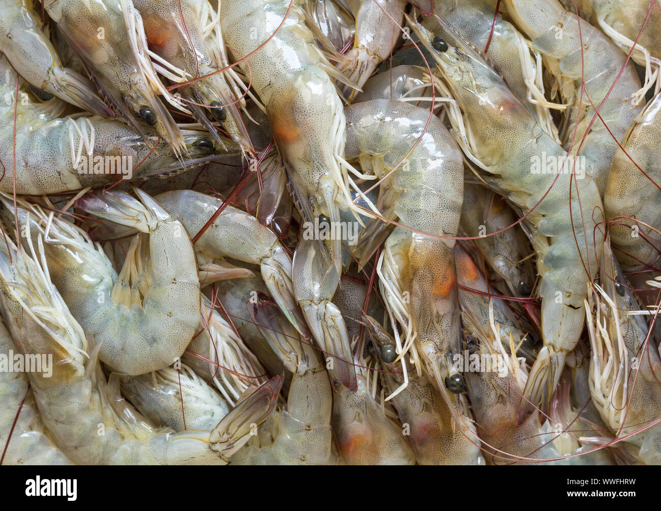 Close up fresh prawn, fresh shrimp seafood product Stock Photo - Alamy