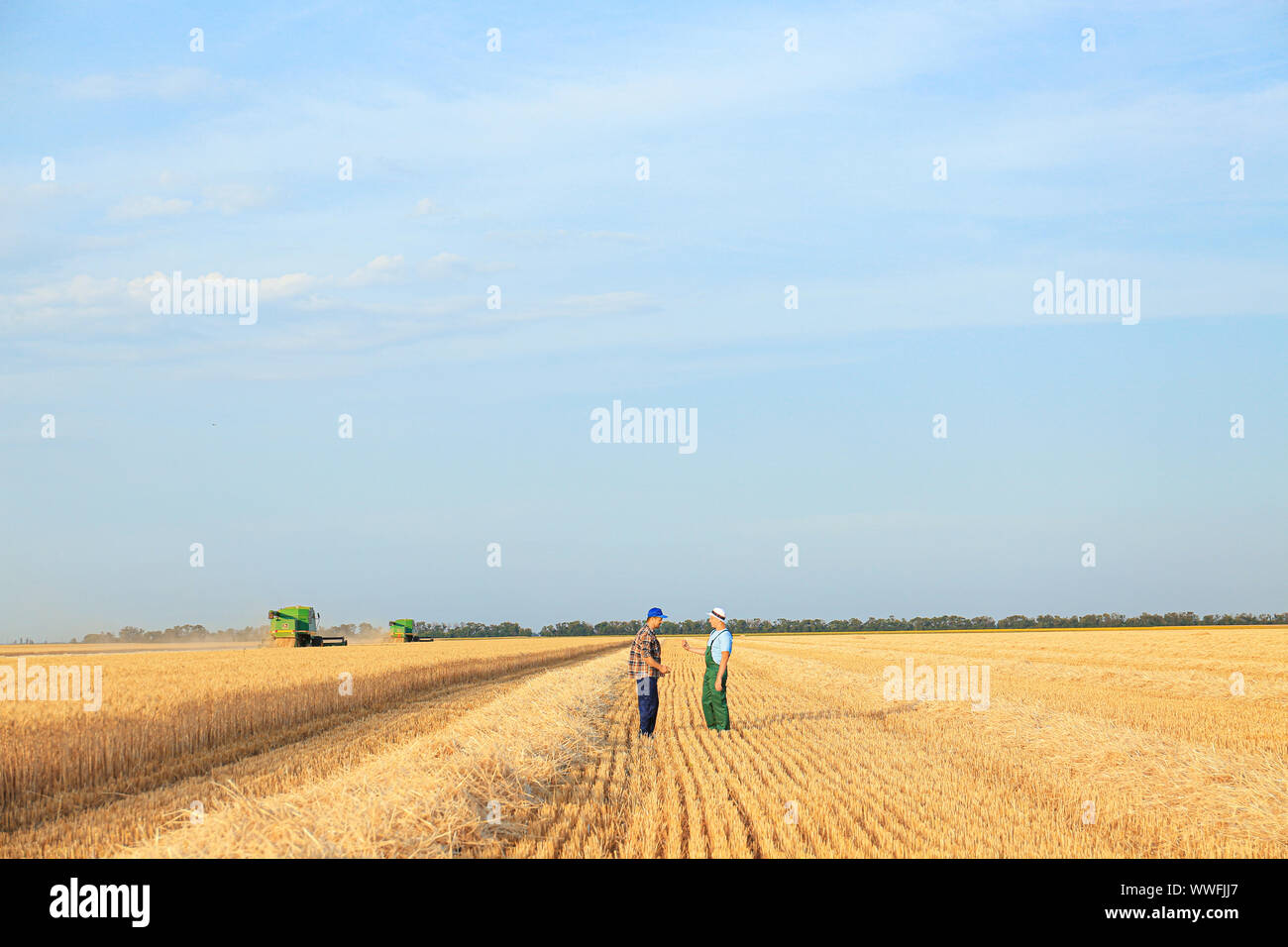 Male farmers working in wheat field Stock Photo - Alamy