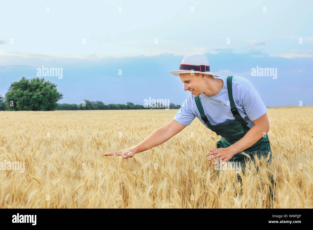 Male farmer working in wheat field Stock Photo - Alamy