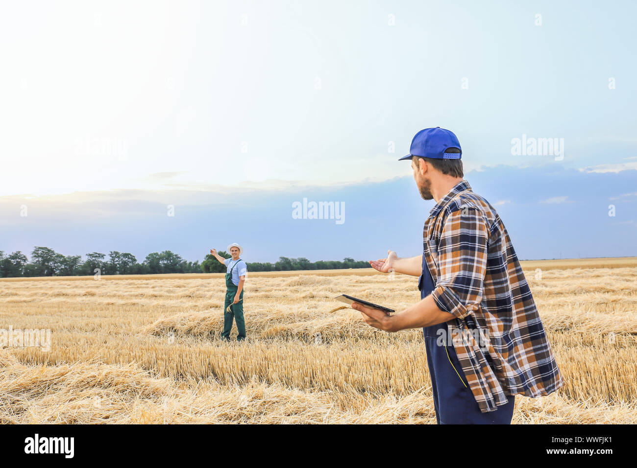 Male farmers working in wheat field Stock Photo - Alamy