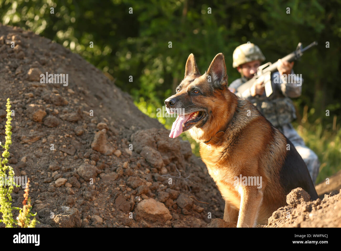 Military working dog in fighting position Stock Photo - Alamy