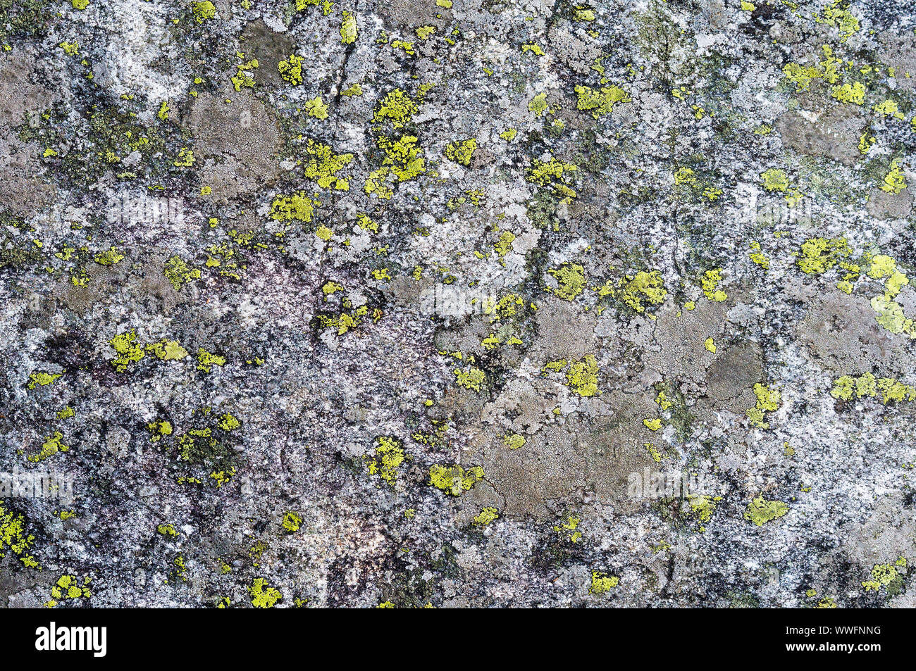 Gray stone covered by moss Stock Photo - Alamy